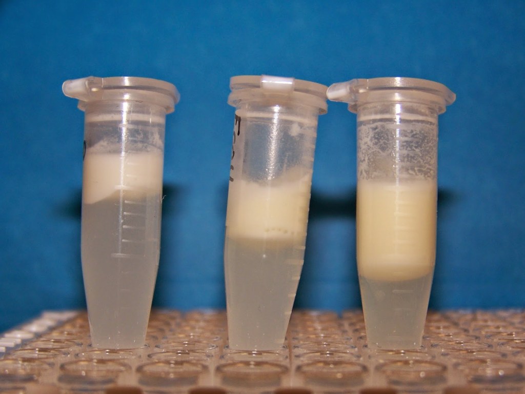 Swirled or shaken? Does shaking actually damage milk – the scientific ...